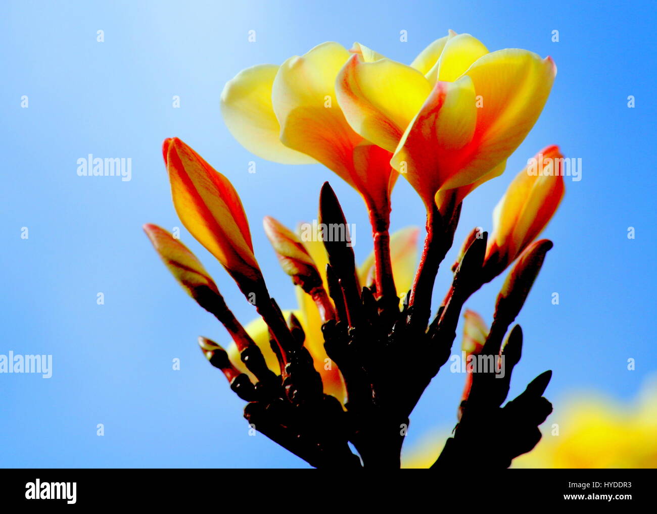 Yellow plumeria Plumeria is the state flower of Saipan, CNMI Stock ...