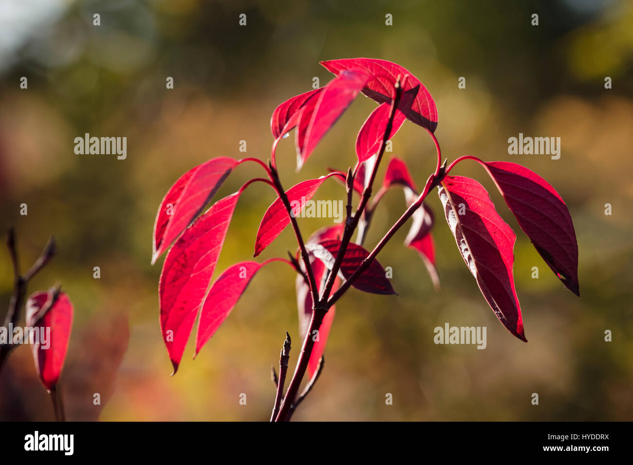 Burning bush plant hi-res stock photography and images - Alamy
