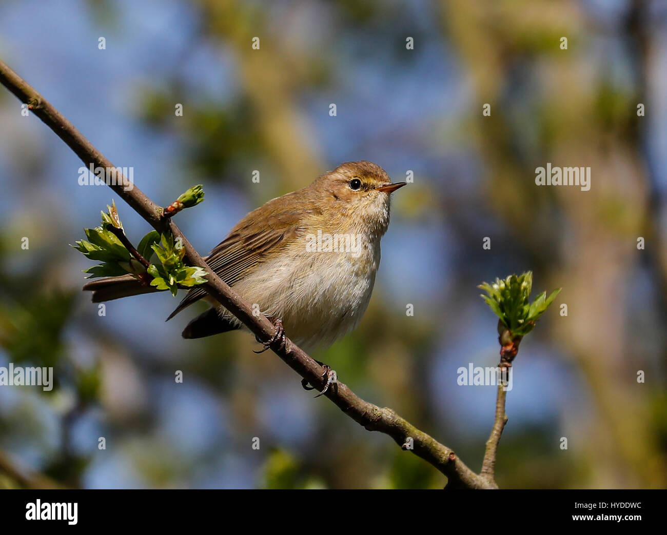 Chiffchaff nest uk hi-res stock photography and images - Alamy