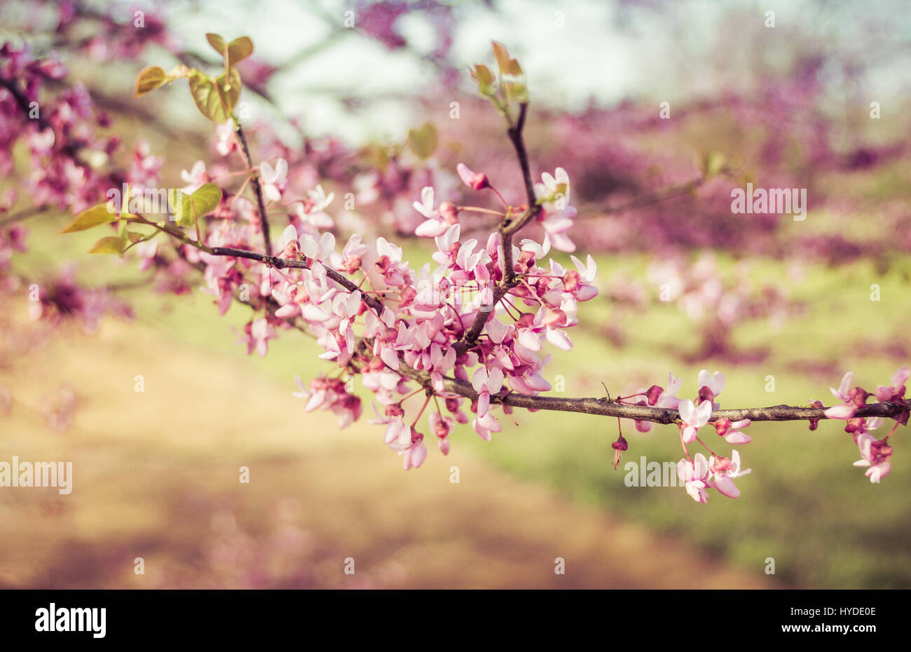 Purple pink tree hi-res stock photography and images - Alamy
