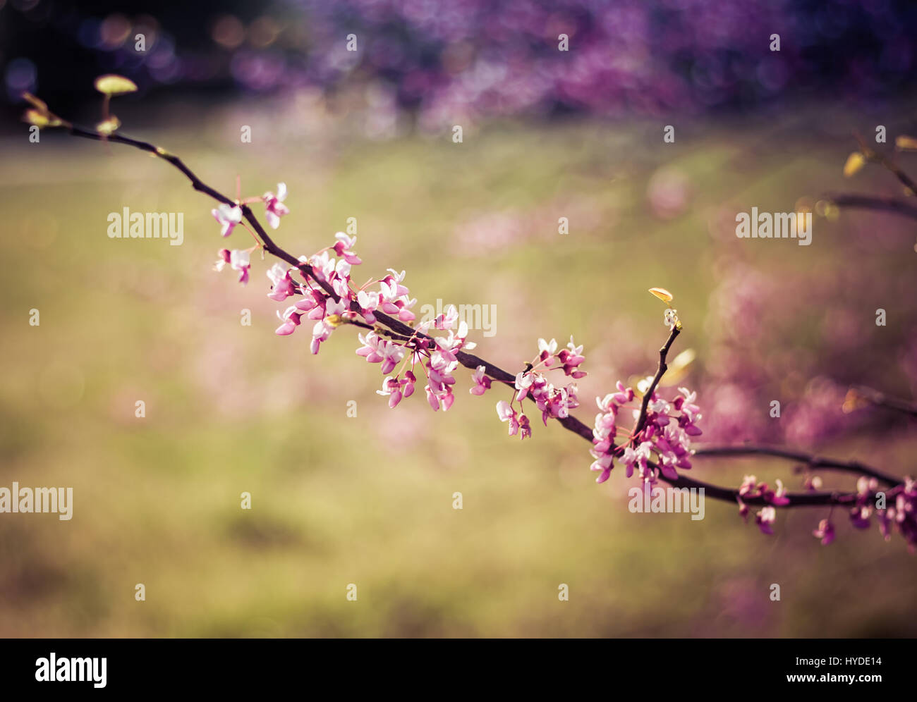 Purple pink tree hi-res stock photography and images - Alamy