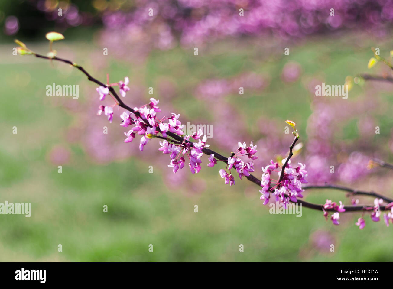 Purple pink tree hi-res stock photography and images - Alamy