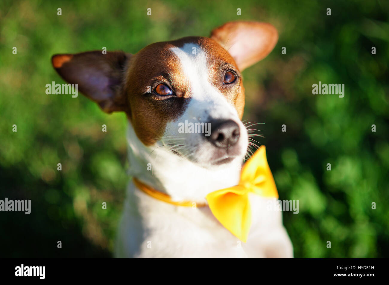 Dog with butterfly on nose hi-res stock photography and images - Alamy