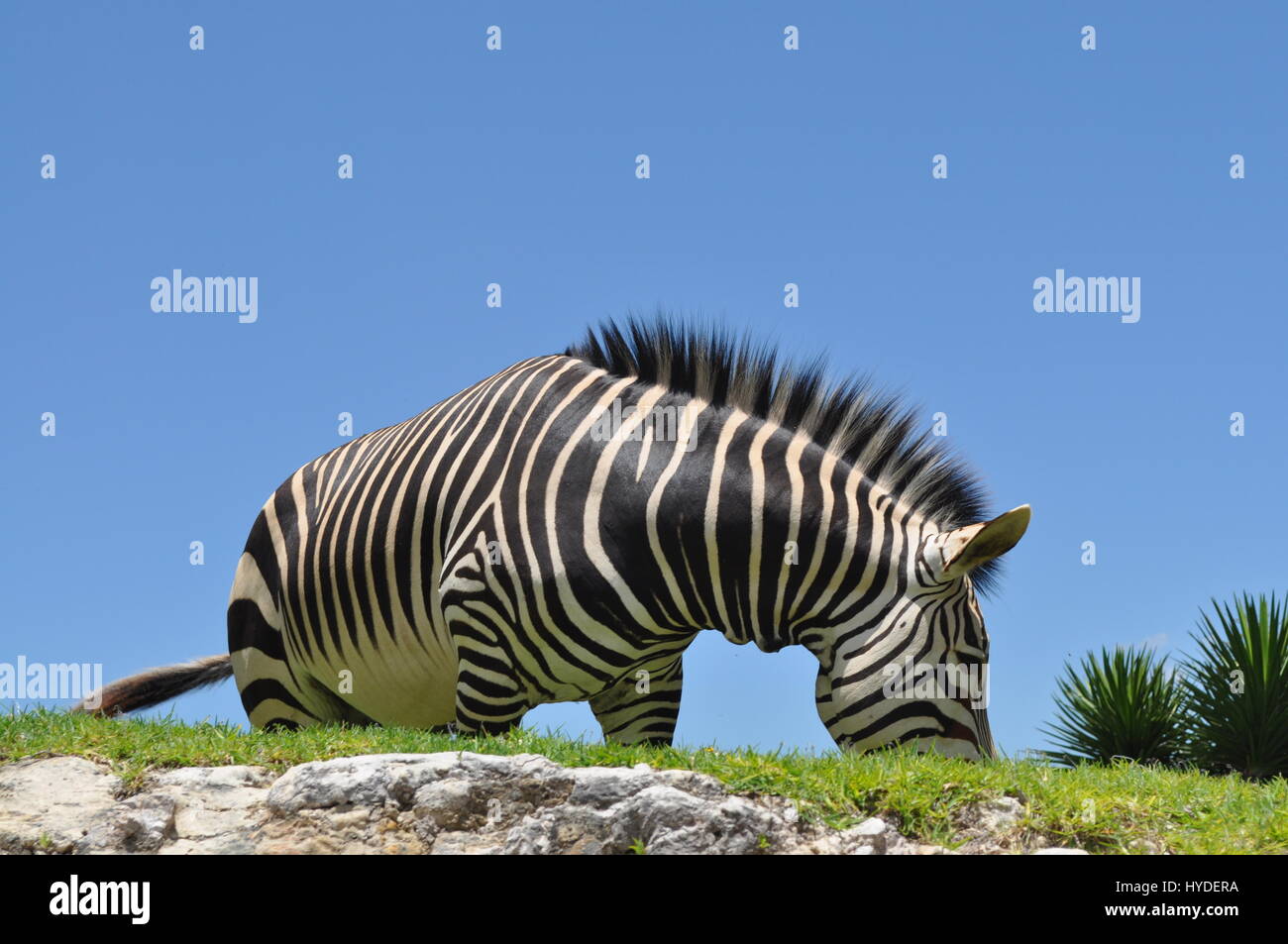 Zebra feeding on safari Stock Photo - Alamy