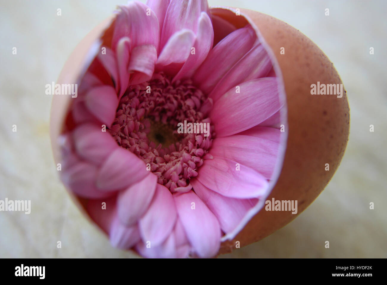 Eggshell pink hi-res stock photography and images - Alamy
