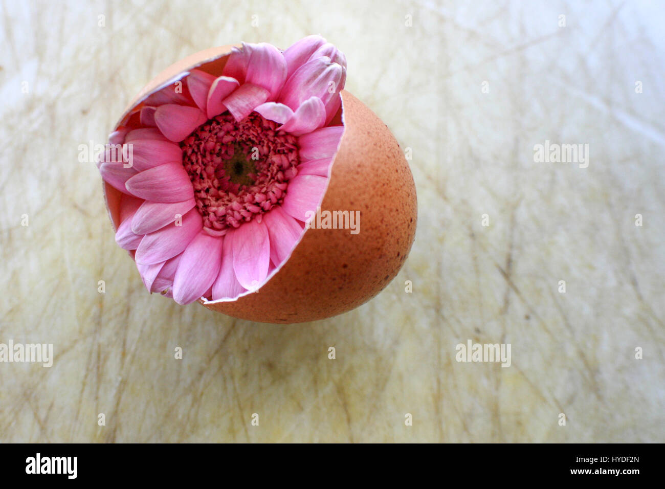 Eggshell pink hi-res stock photography and images - Alamy