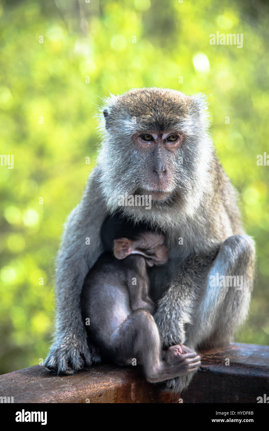 macaque and her baby Stock Photo - Alamy