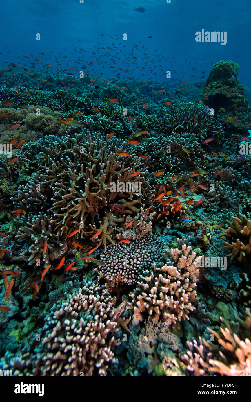 Sipadan coral reef with corals and fish, Borneo Stock Photo - Alamy