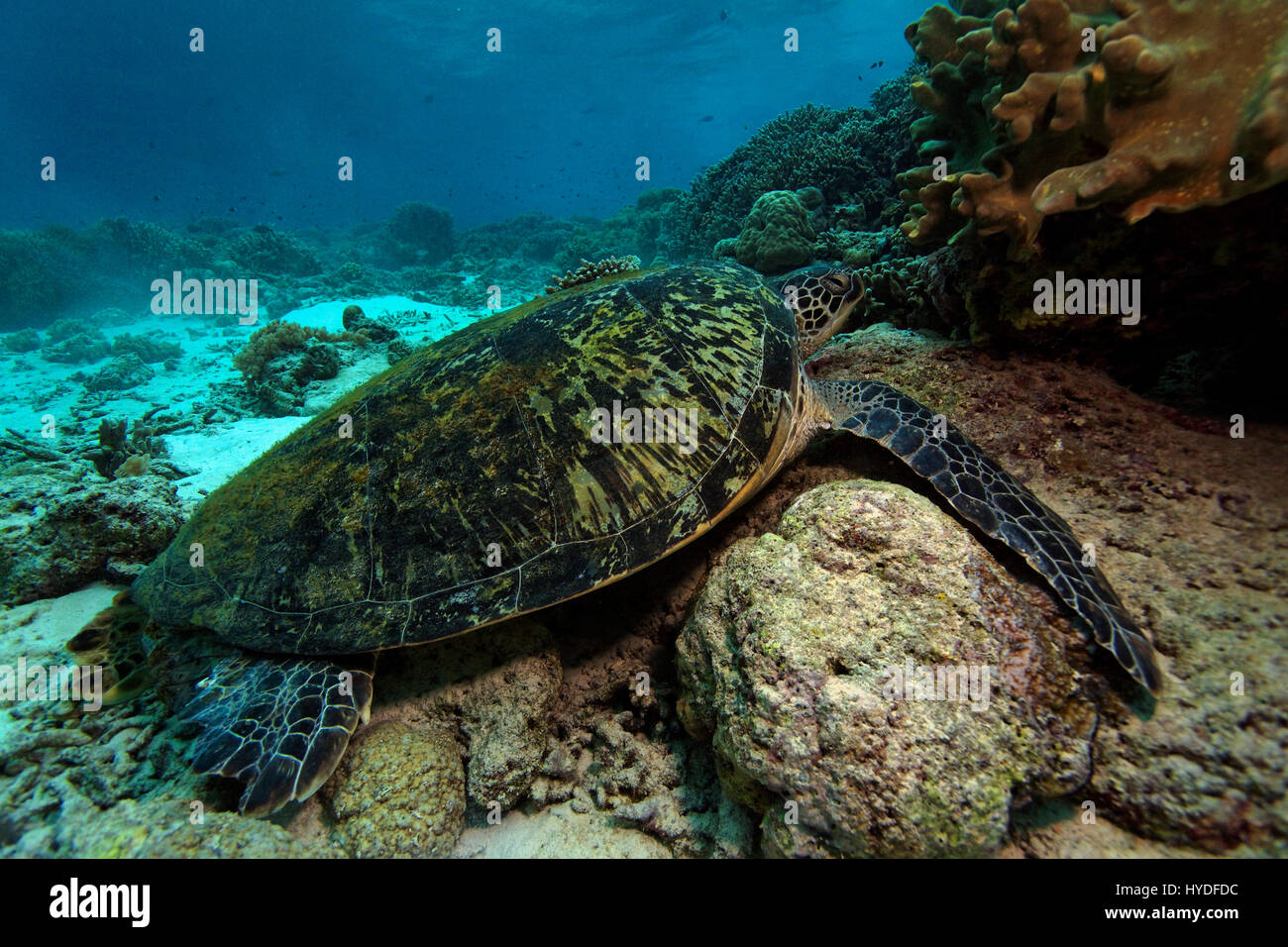 Sea turtle resting on the sea bottom, Sipadan, Borneo Stock Photo - Alamy