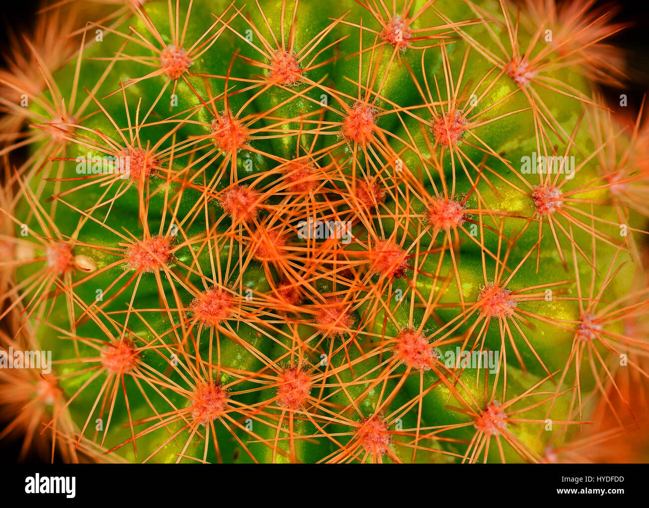 Big red thorn hi-res stock photography and images - Alamy