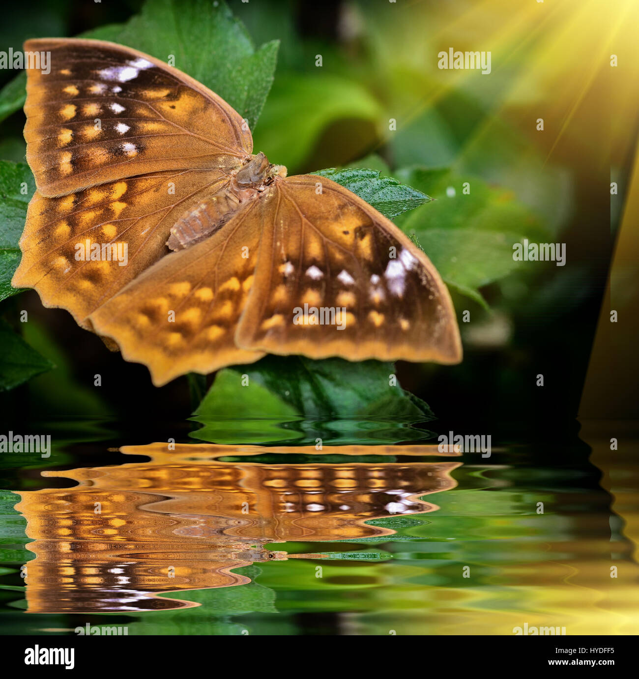 Monarch butterfly reflection hi-res stock photography and images - Alamy