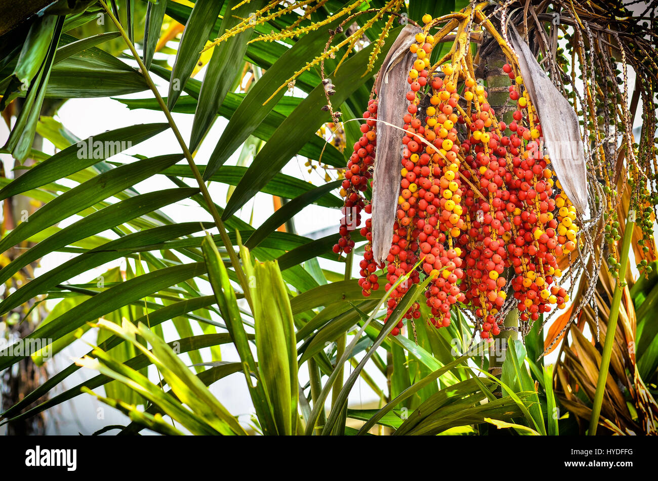 Bunch of hanging red ripe fruits of palm tree Stock Photo - Alamy