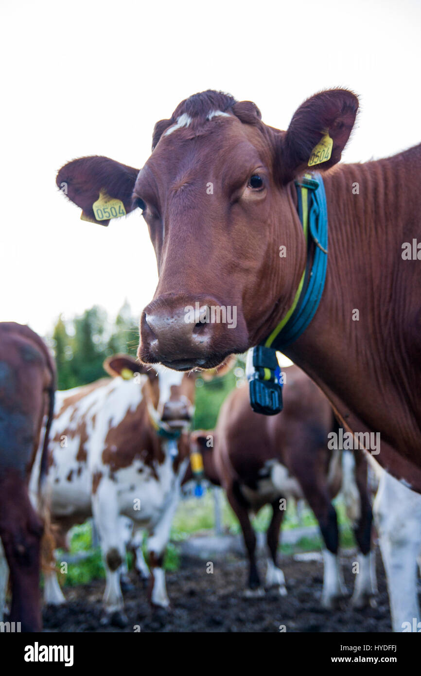 Norway farm cows hi-res stock photography and images - Alamy