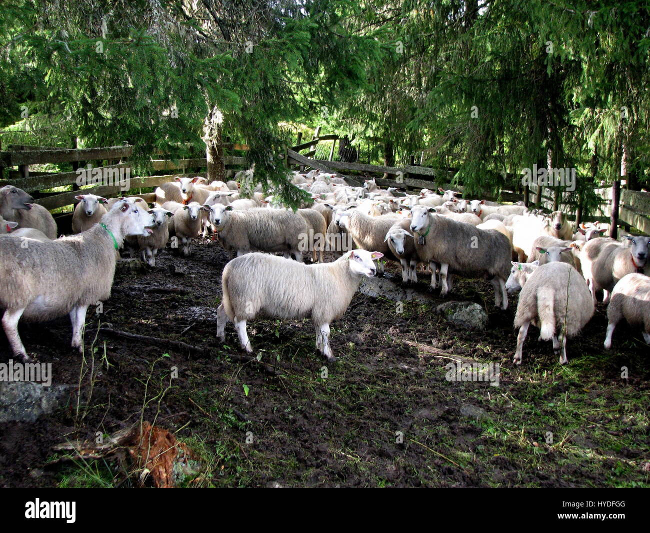 Animal on farm Stock Photo - Alamy