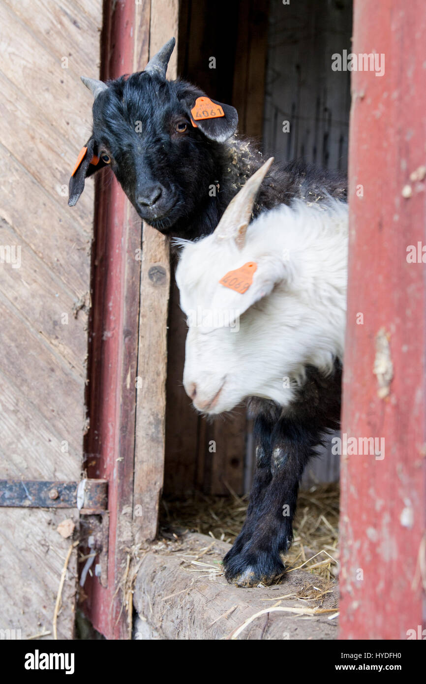 Happy sheep in norway hi-res stock photography and images - Alamy