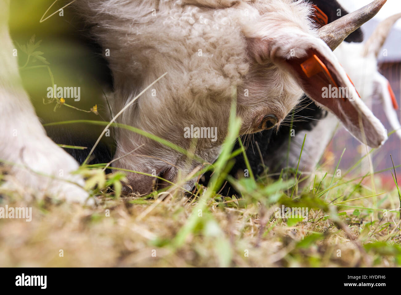 Animal on farm Stock Photo - Alamy