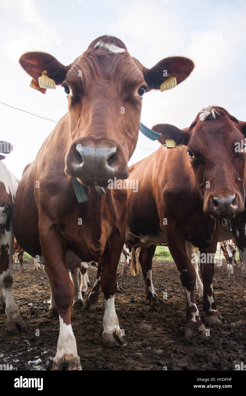 Animal on farm Stock Photo - Alamy