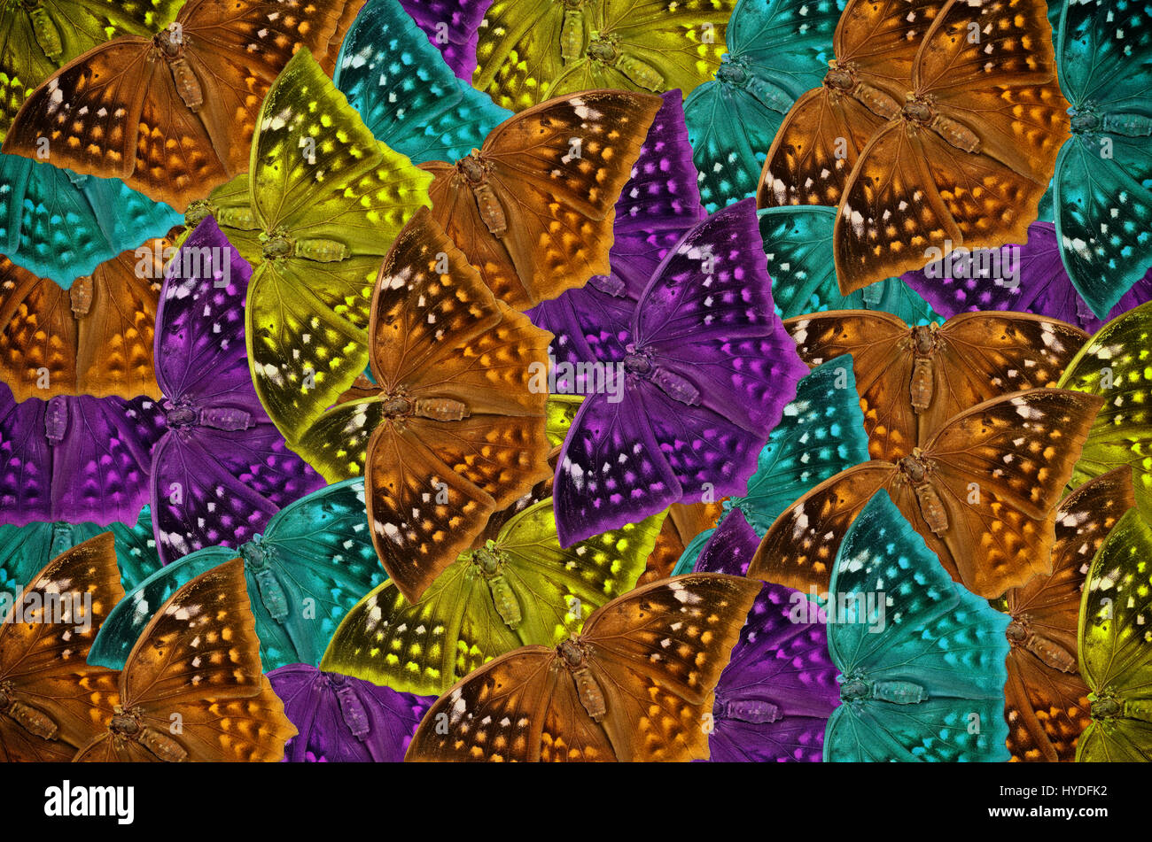 Many Beautiful color butterfly background Stock Photo - Alamy