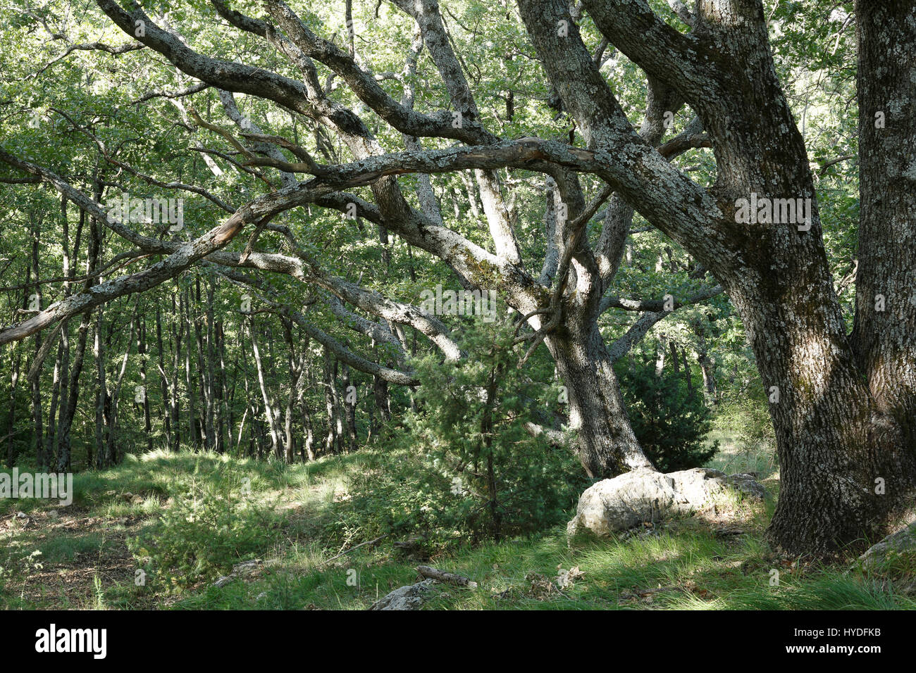 Old french oak hi-res stock photography and images - Alamy