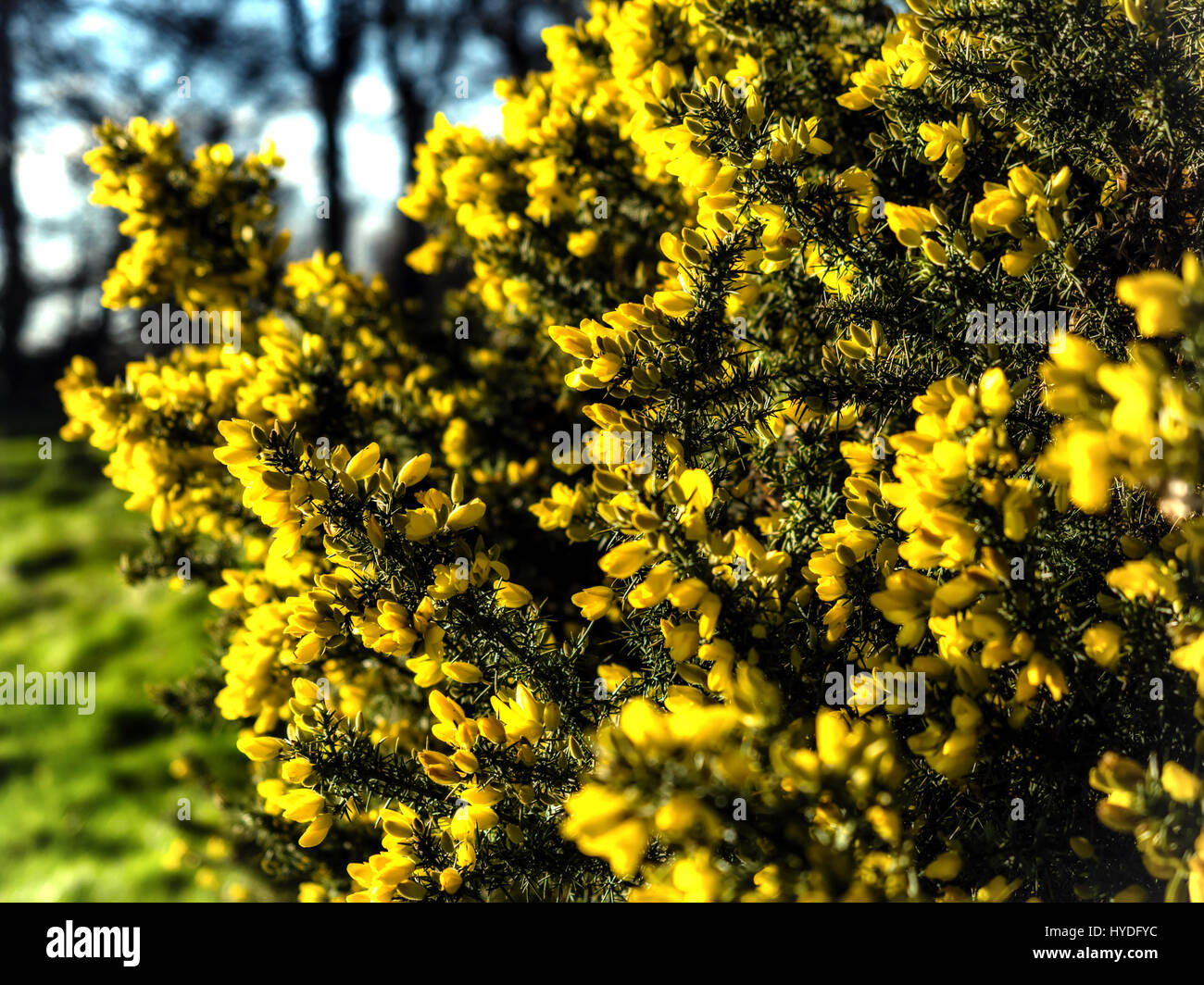 Prickly gorse hi-res stock photography and images - Alamy