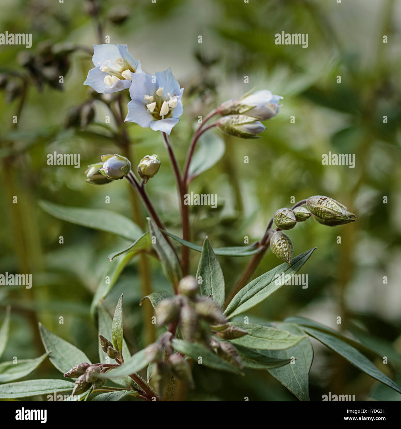 First blooms hi-res stock photography and images - Alamy