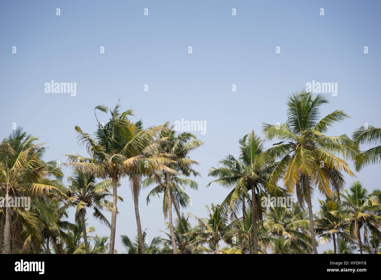 Tops green palm trees hi-res stock photography and images - Alamy
