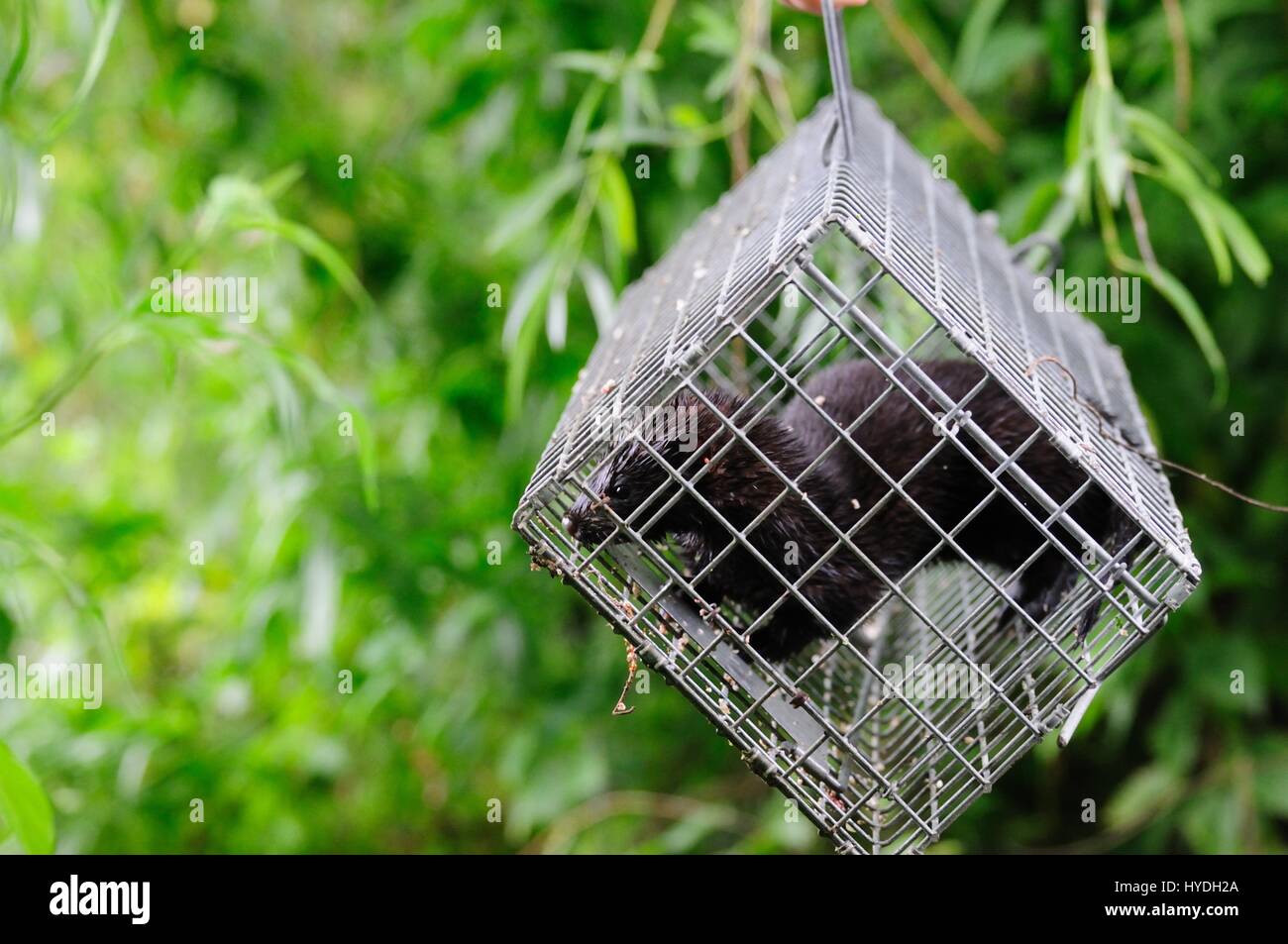 American mink caged hi-res stock photography and images - Alamy
