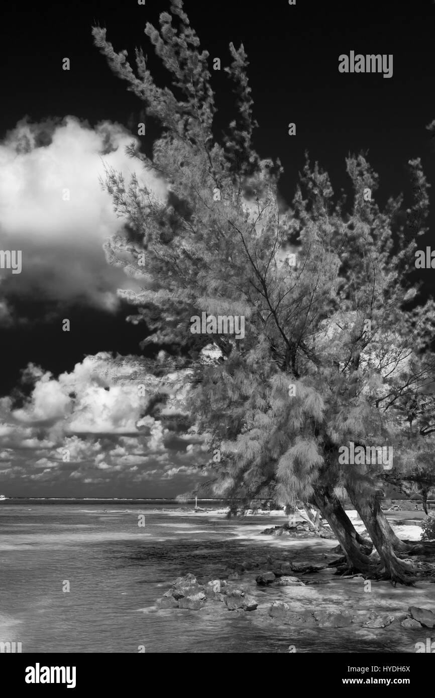 Single Tree by the Caribbean Sea at Rum Point, Grand Cayman, Cayman ...