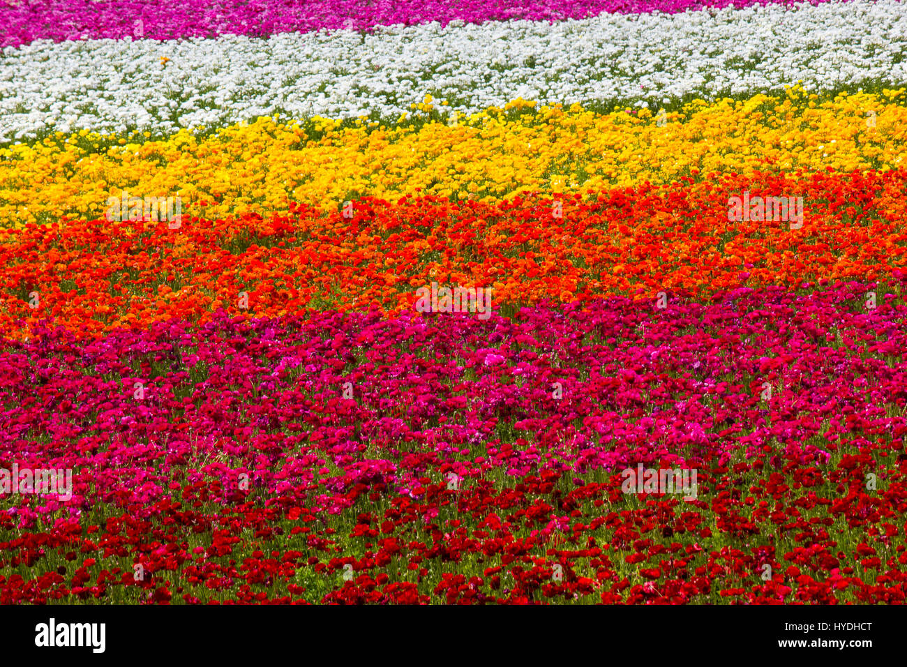 Rows of colorful flowers blooming Stock Photo - Alamy