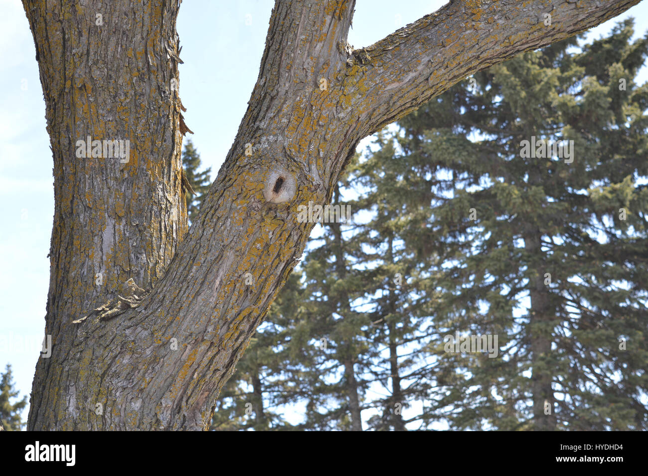 Split Branches on an Evergreen Tree Stock Photo - Alamy