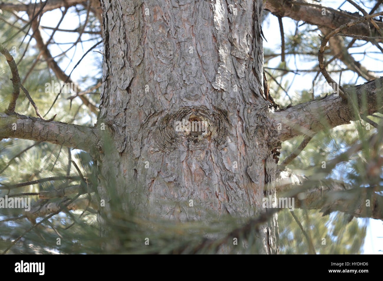 Naughty (knotty) Pine Tree on the edge of a forest Stock Photo - Alamy