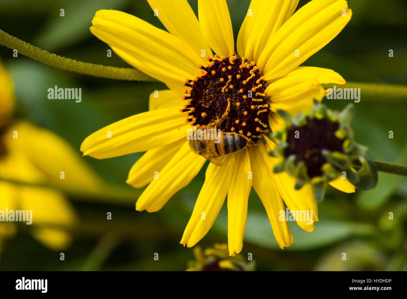 Bee pollinating yellow daisy hi-res stock photography and images - Alamy