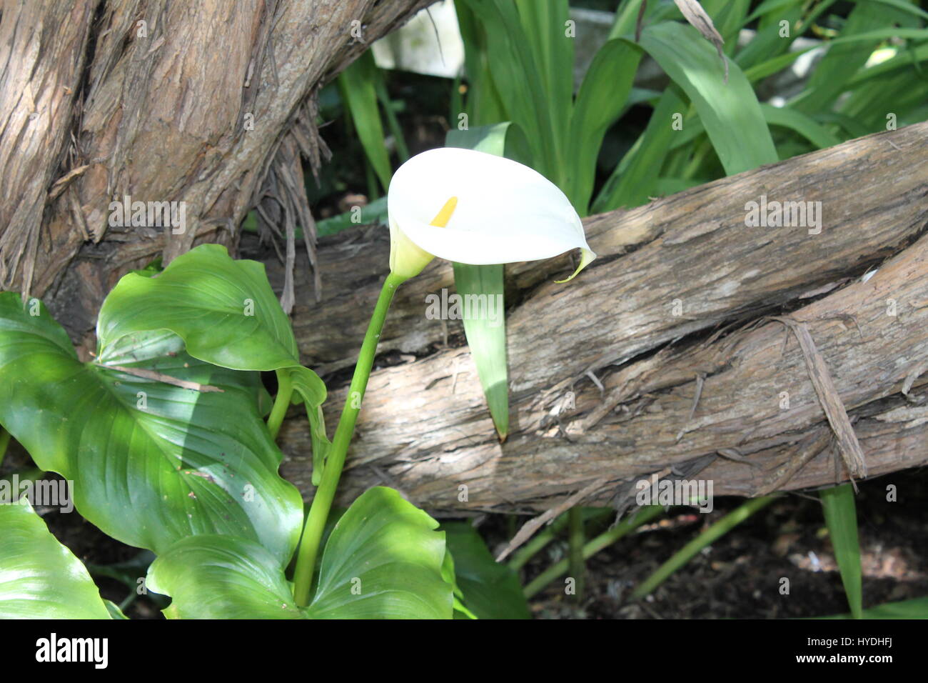 Lilly love hi-res stock photography and images - Alamy