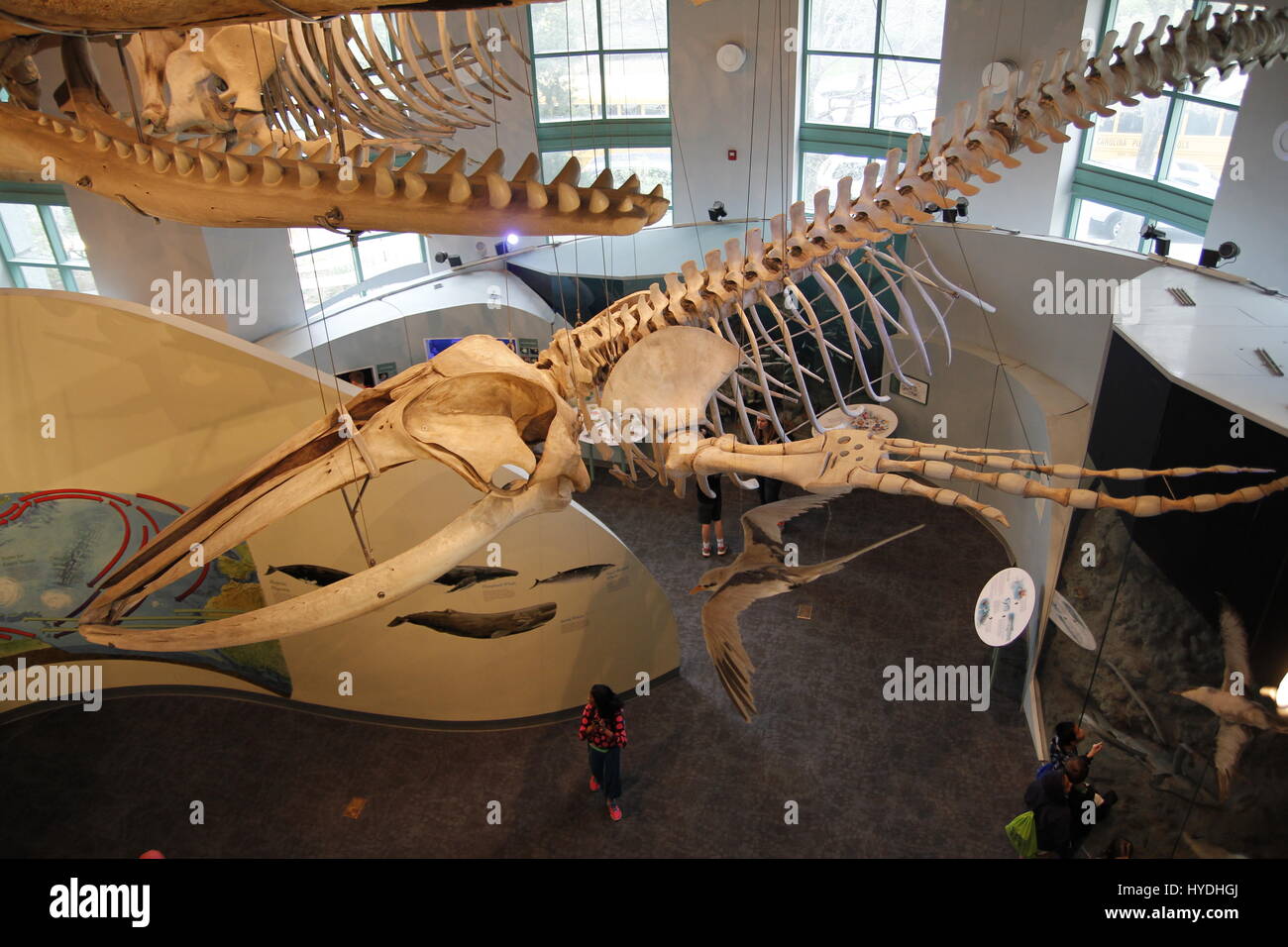 North Carolina museum of natural science Raleigh Stock Photo - Alamy