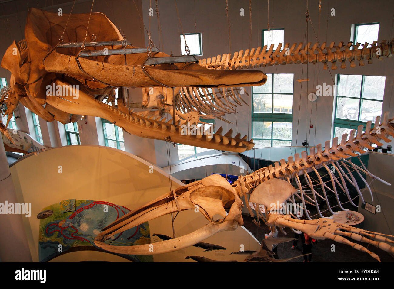 North carolina raleigh north carolina museum of natural sciences hi-res ...