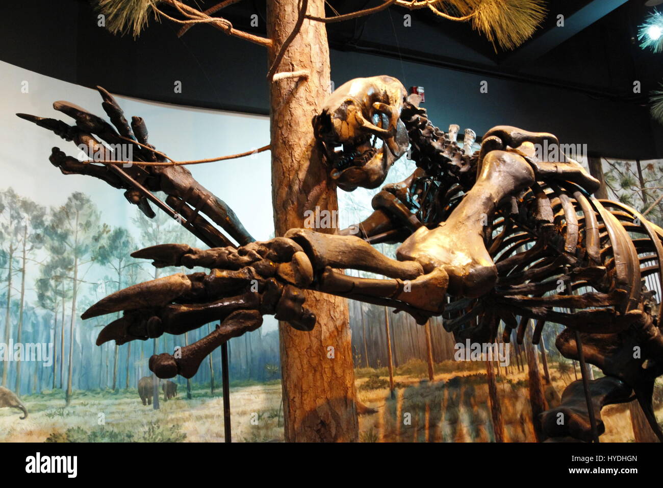 North Carolina museum of natural science Raleigh Stock Photo - Alamy