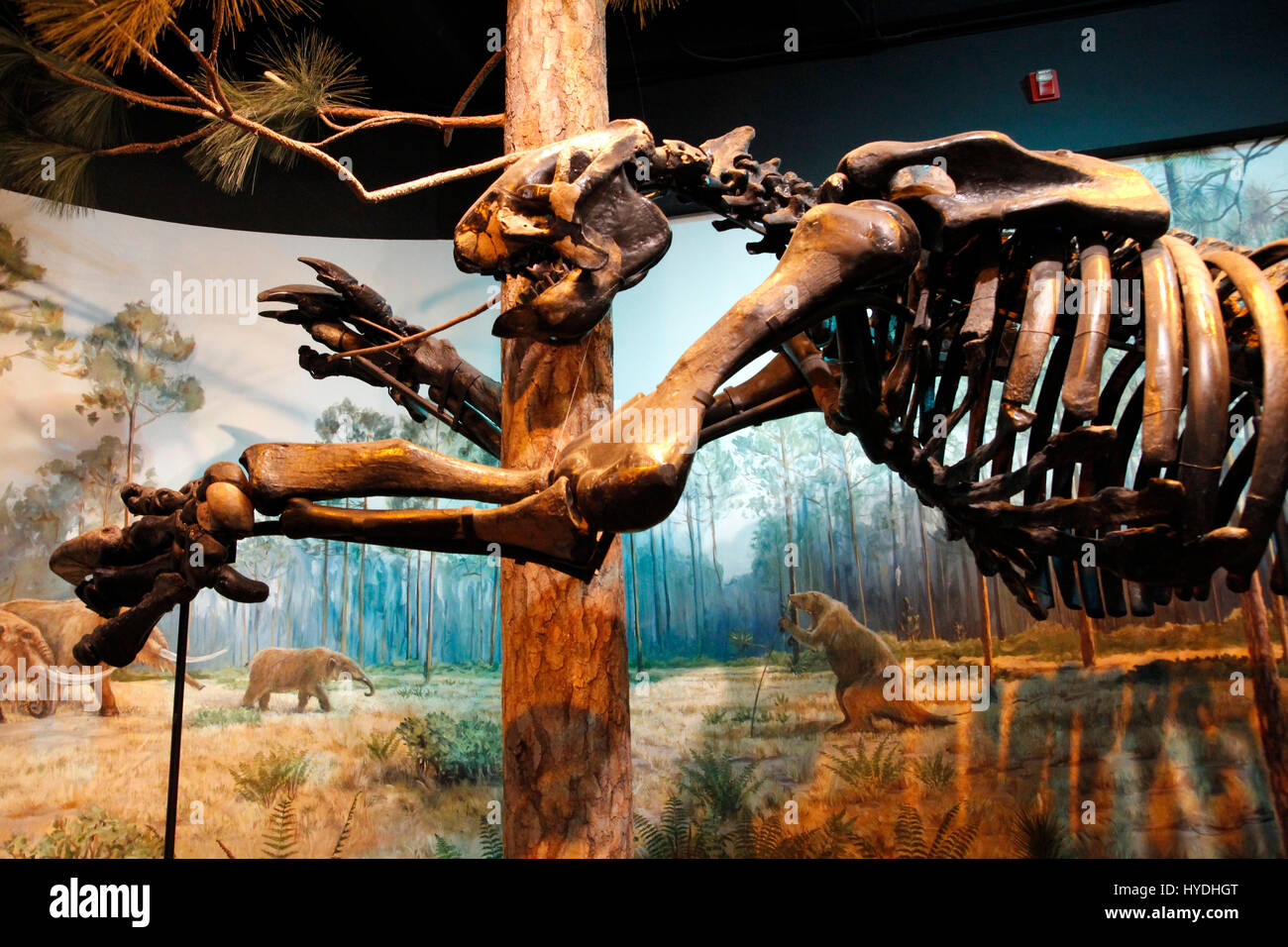 Raleigh museum of natural science hi-res stock photography and images ...