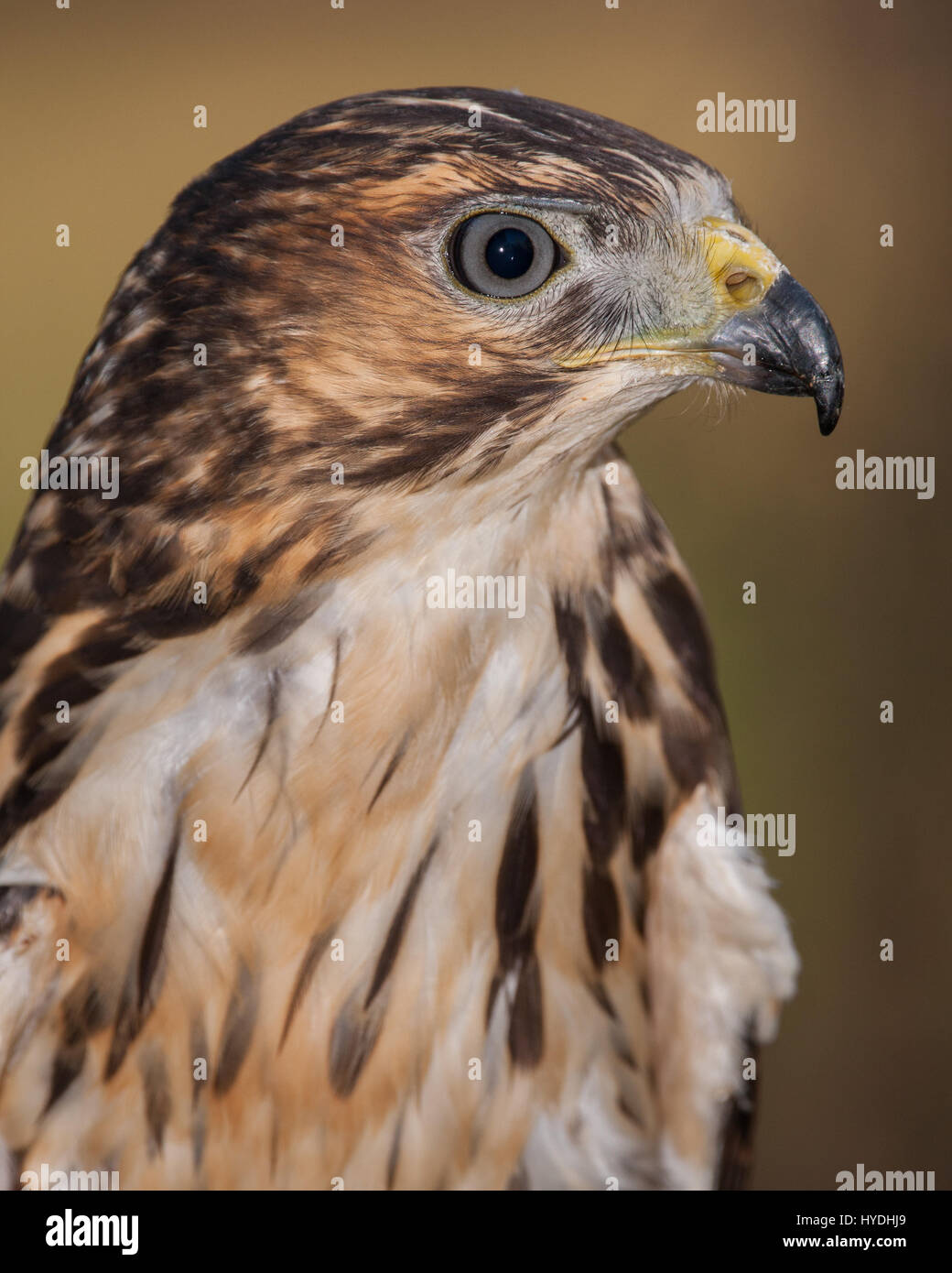 Juvenile Broad Winged Hawk (about one year Stock Photo - Alamy