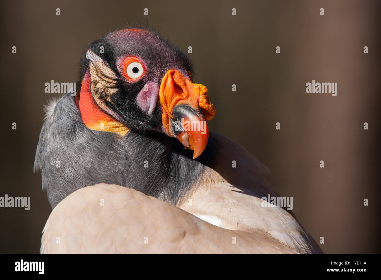 Vulture face portrait hi-res stock photography and images - Alamy