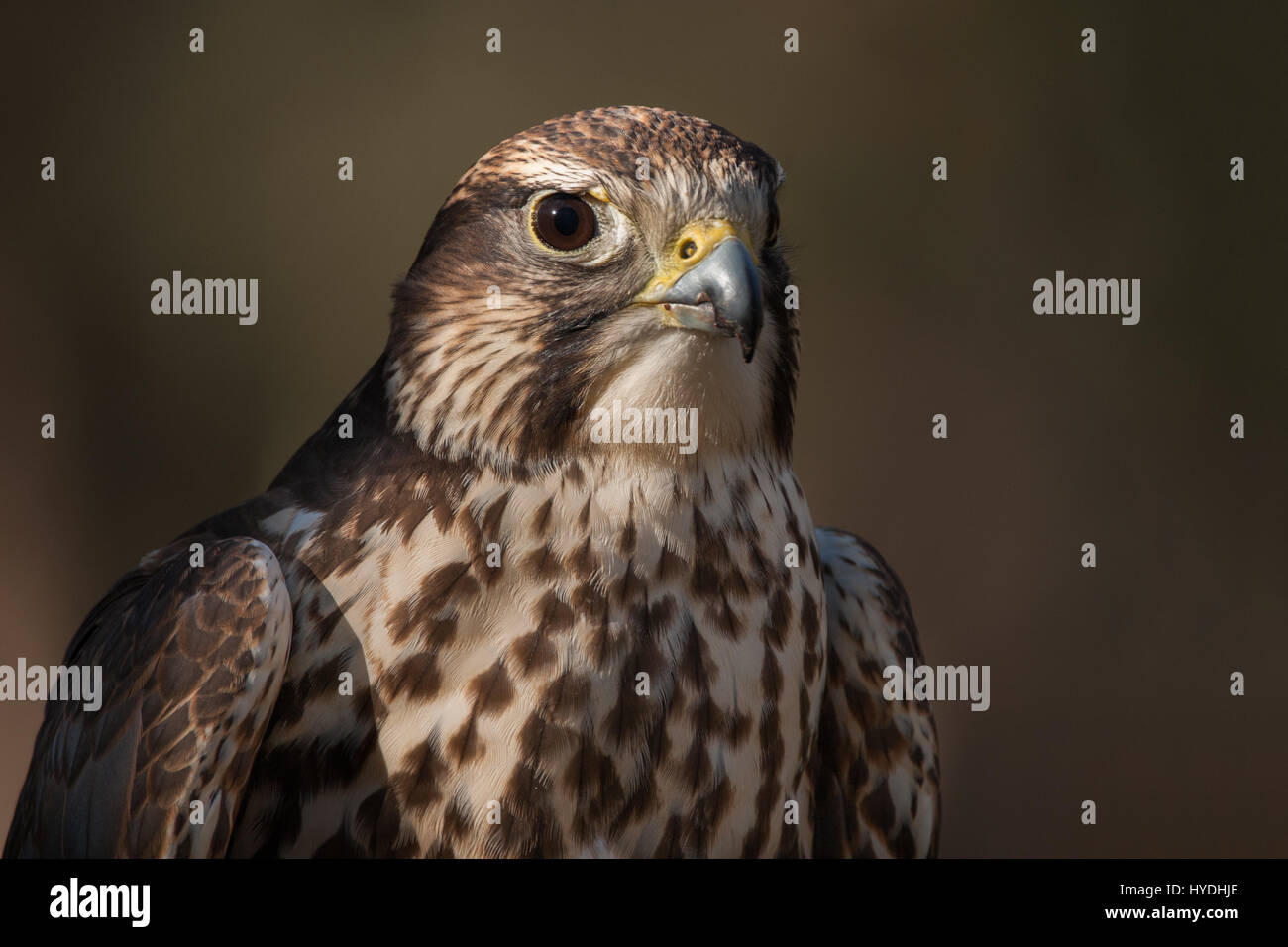 Grey falcon hi-res stock photography and images - Alamy