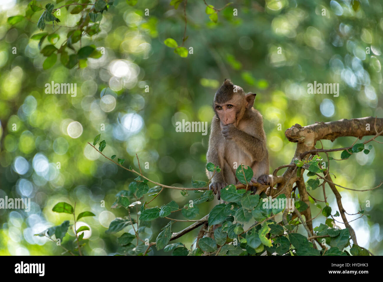 Monkey Pic High Resolution Stock Photography and Images - Alamy