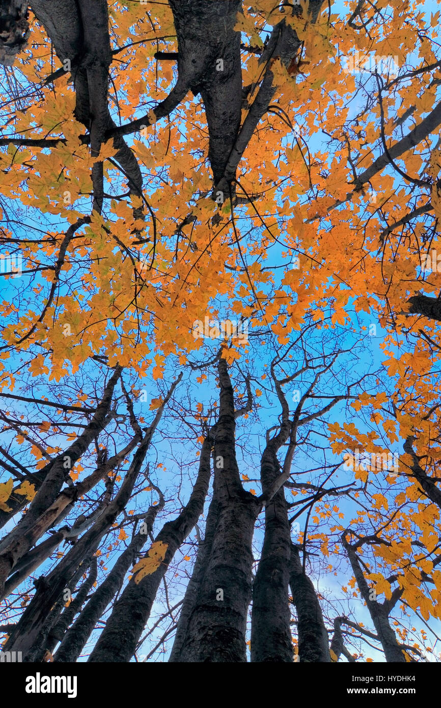 A classic view from below of a bush of maple trees protunding in the ...
