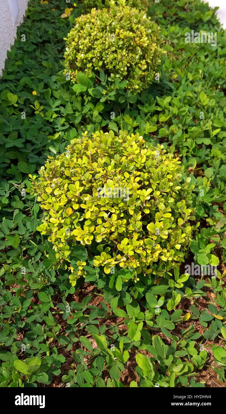 A garden with round bushes in a row Stock Photo - Alamy
