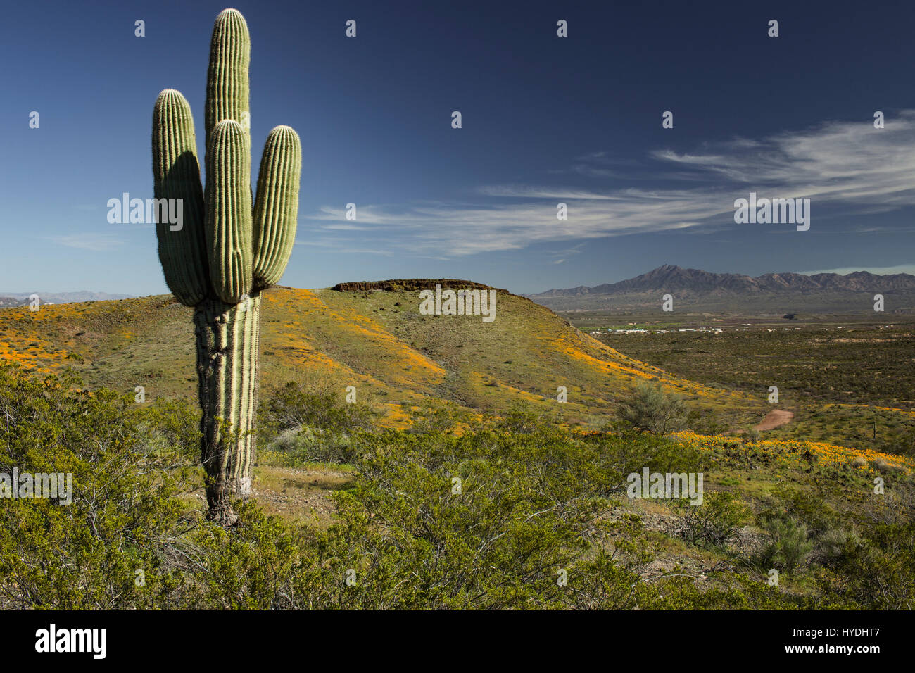 Spring superbloom hi-res stock photography and images - Alamy