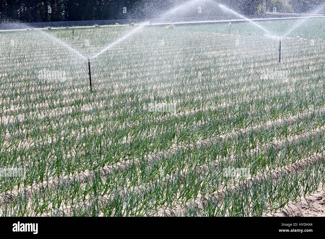 Automatic sprinkler hi-res stock photography and images - Alamy