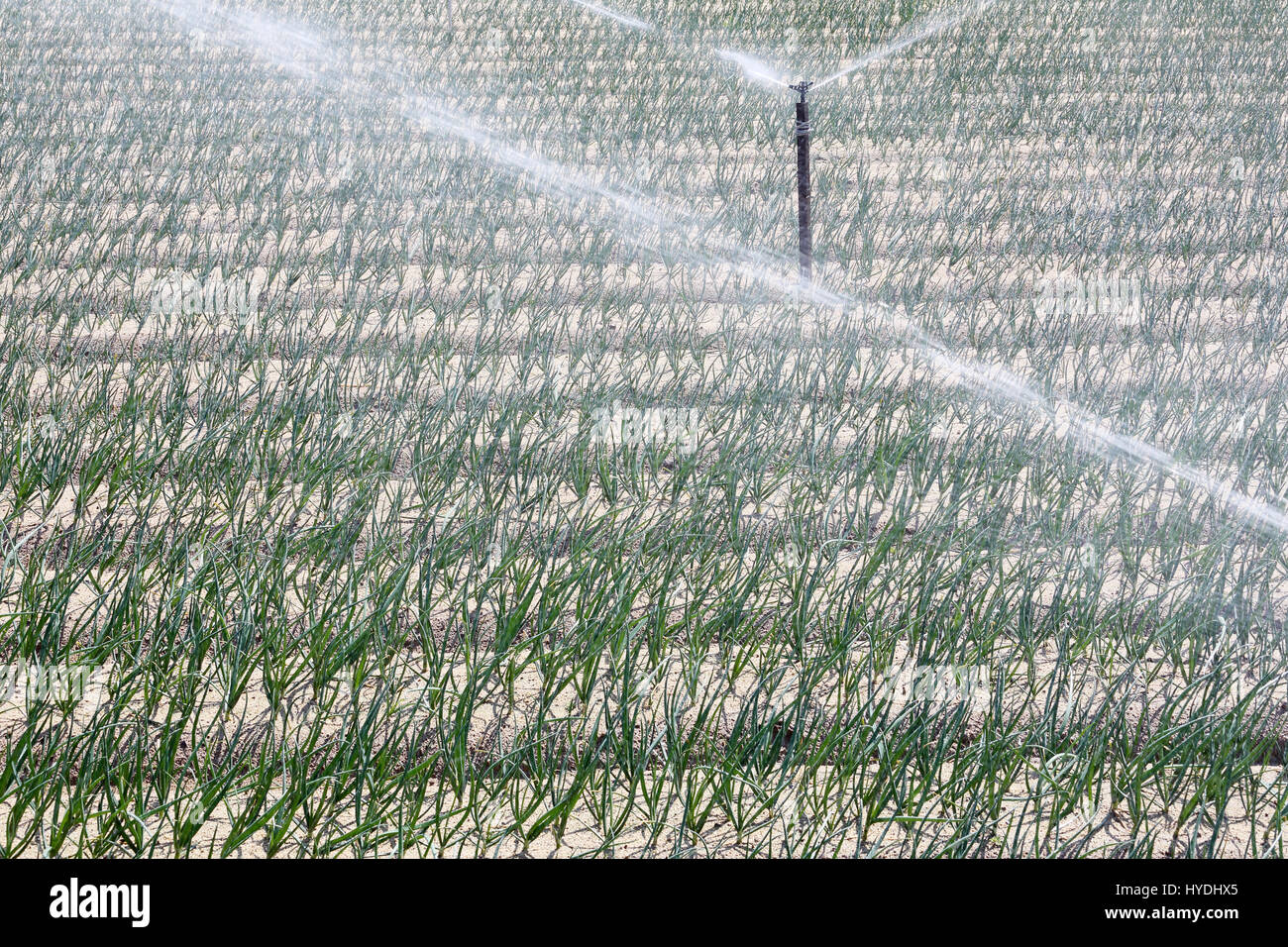 Automatic sprinkler hi-res stock photography and images - Alamy