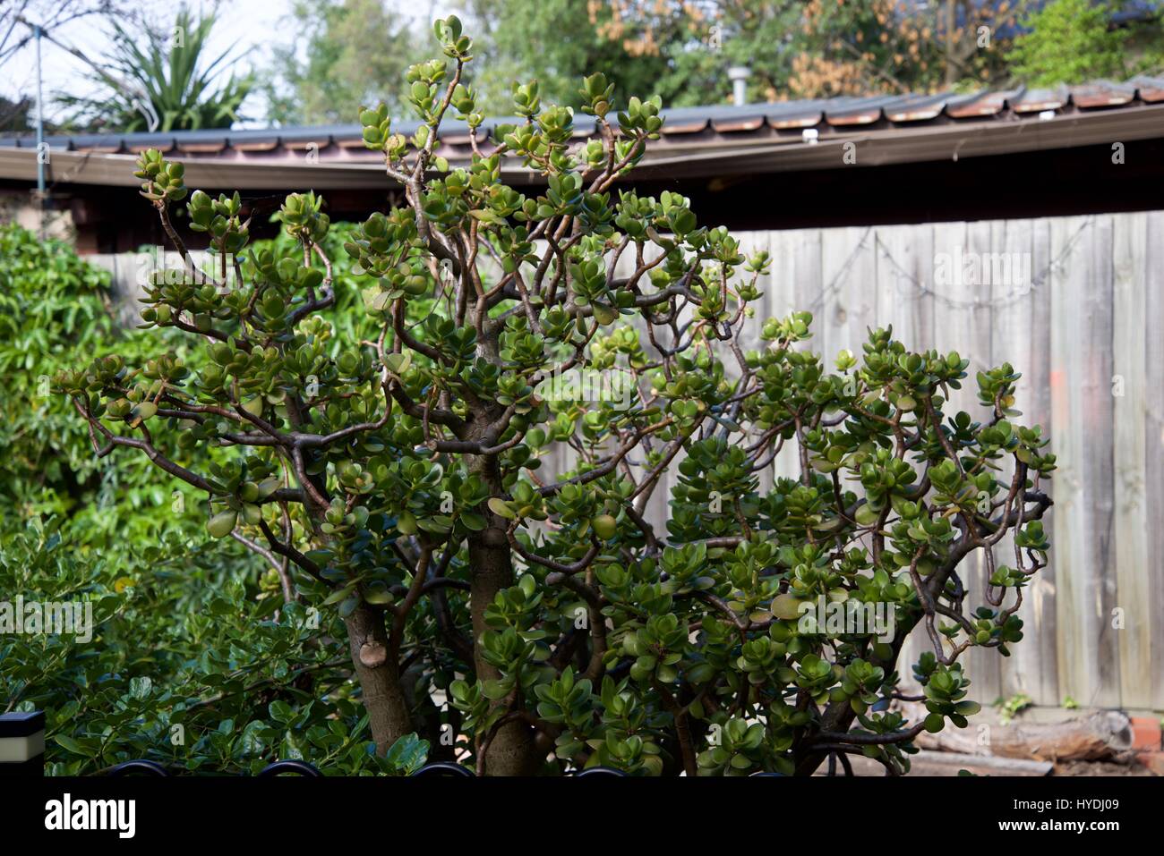 Jade tree in garden Stock Photo - Alamy
