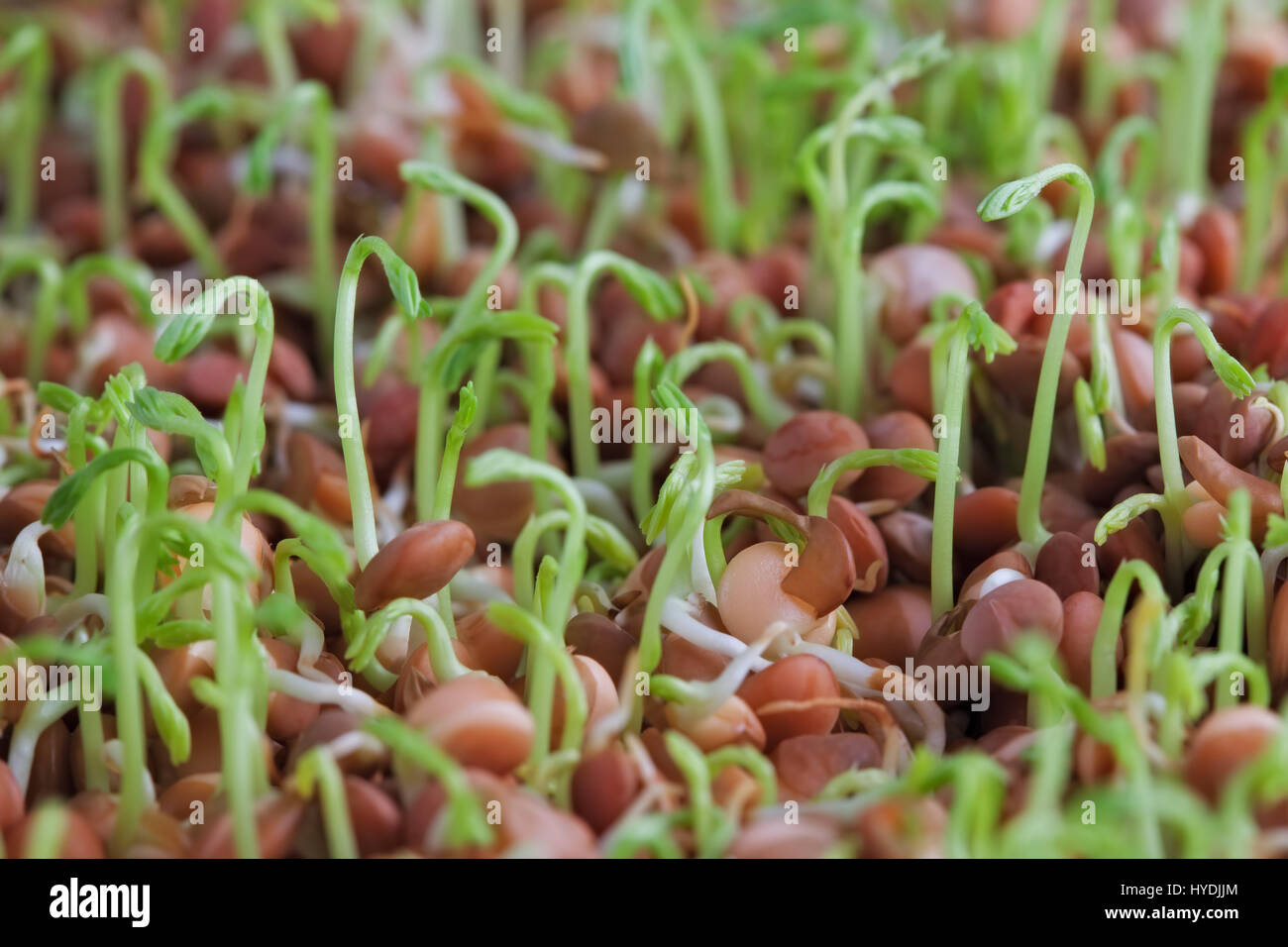 Lentil field hi-res stock photography and images - Alamy