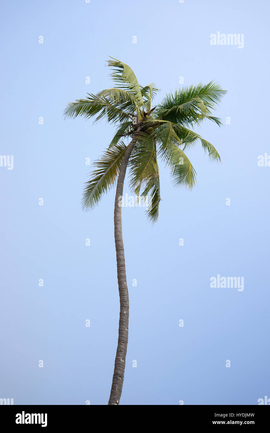 Blue sky tropical palm trees hi-res stock photography and images - Alamy