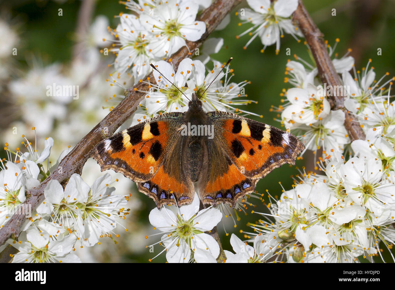Small Tortoiseshell butterfly feeding on the spring flowers Stock Photo ...